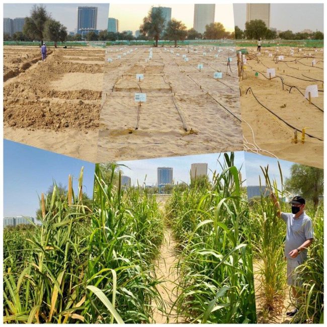 Desert Control: A Solution for Rapid Reclamation of Desert Land | Nelis ...